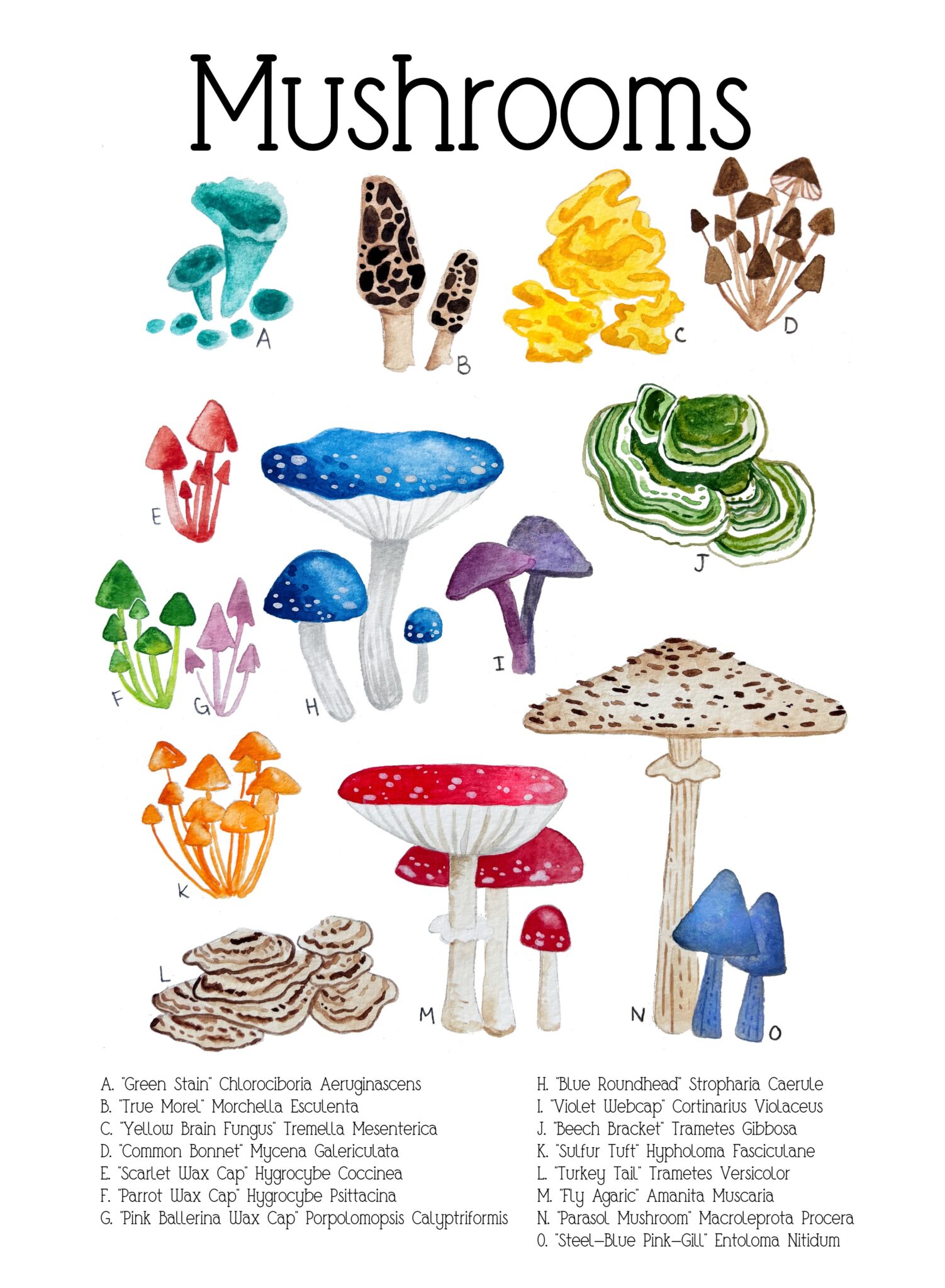 Mushroom Identification Chart Watercolor Workshop - Wheel of Light Studio